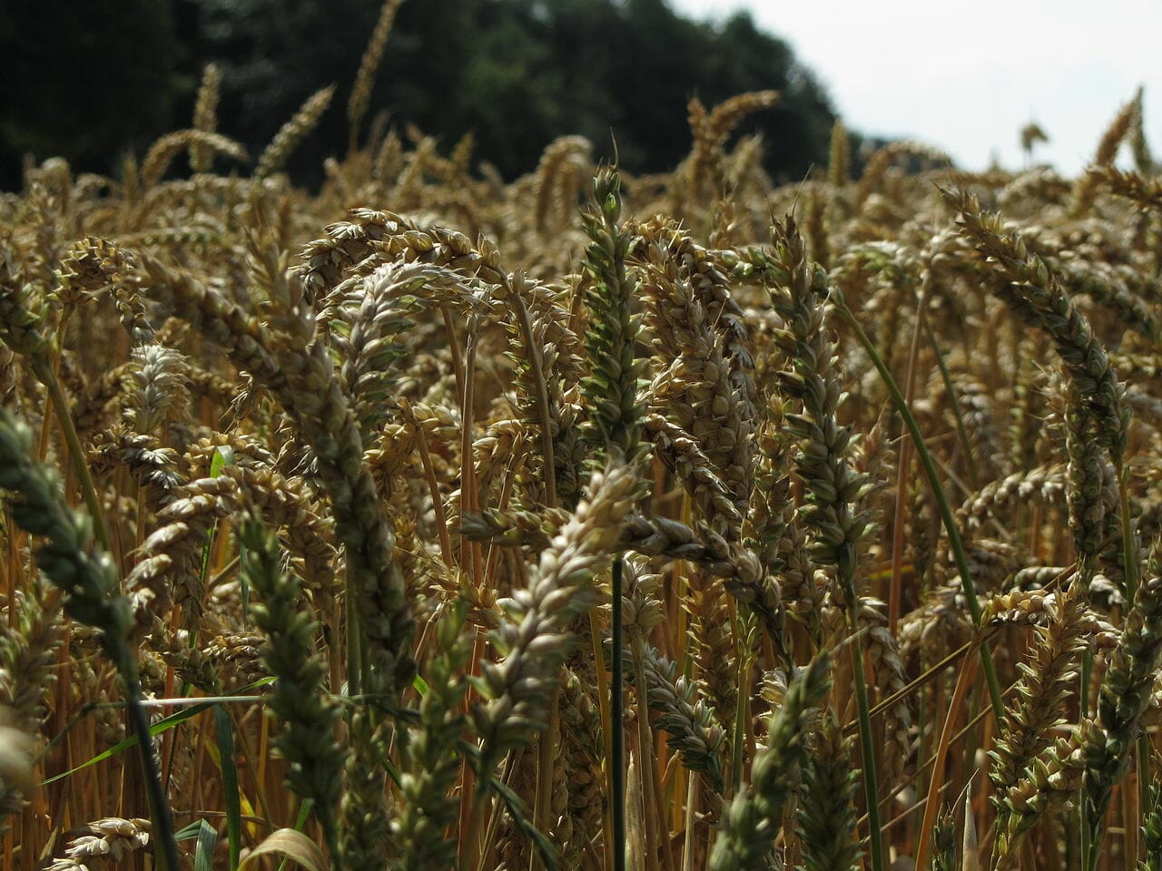 Aus echtem Schrot und Korn | Naturschutz.ch