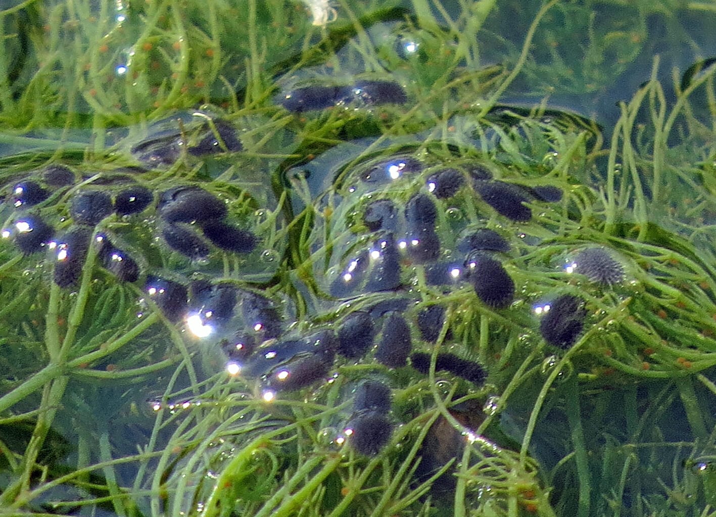 Laich? | Naturschutz.ch