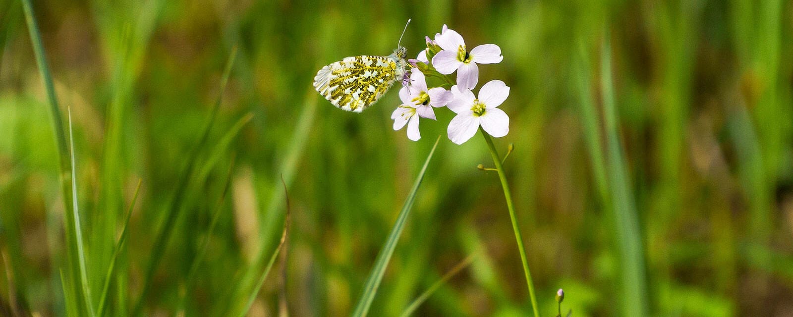 Biodiversität in der Schweiz: Dringender Handlungsbedarf! | Naturschutz.ch